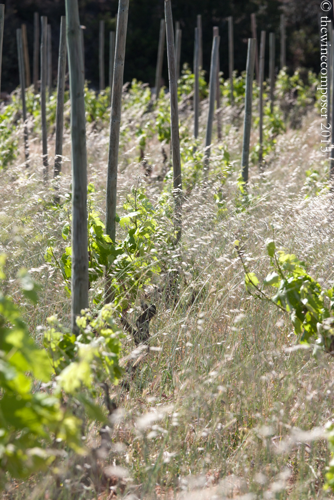 Visiting Recaredo, in the vineyard – The Wine Composer